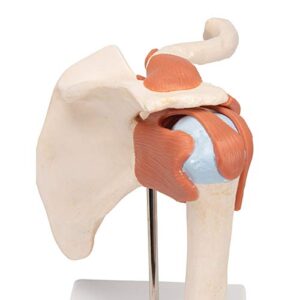 3B Scientific A80/1 Deluxe Functional Shoulder Joint - 3B Smart Anatomy