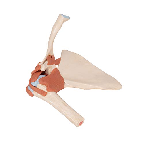 3B Scientific A80/1 Deluxe Functional Shoulder Joint - 3B Smart Anatomy