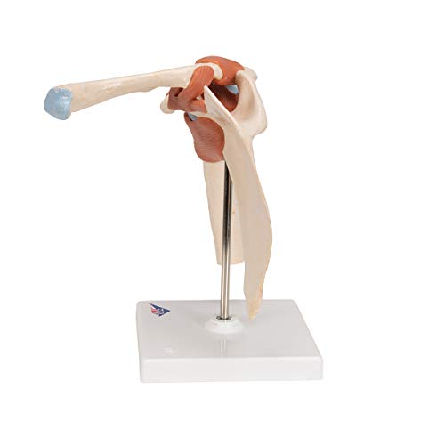 3B Scientific A80/1 Deluxe Functional Shoulder Joint - 3B Smart Anatomy