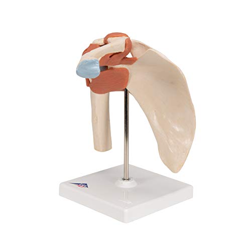 3B Scientific A80/1 Deluxe Functional Shoulder Joint - 3B Smart Anatomy