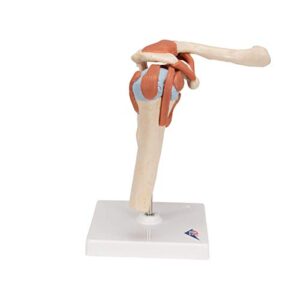 3B Scientific A80/1 Deluxe Functional Shoulder Joint - 3B Smart Anatomy