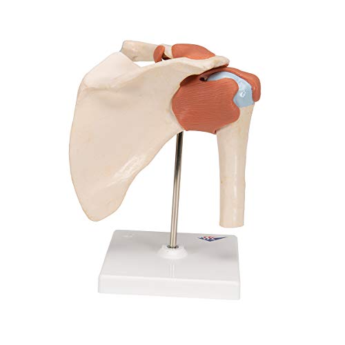 3B Scientific A80/1 Deluxe Functional Shoulder Joint - 3B Smart Anatomy