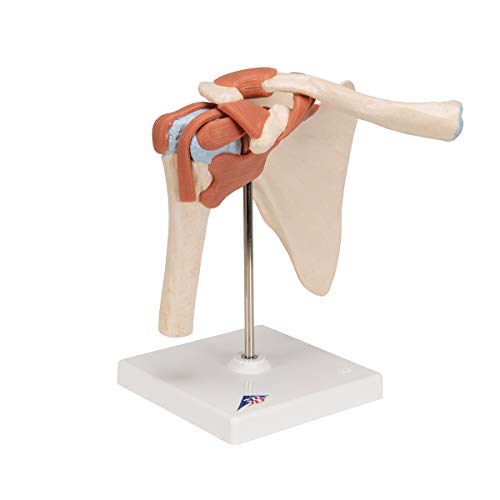 3B Scientific A80/1 Deluxe Functional Shoulder Joint - 3B Smart Anatomy