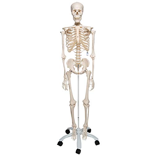 3B Scientific A10 Stan the Standard Skeleton w/ Pelvic mounted roller stand - 3B Smart Anatomy