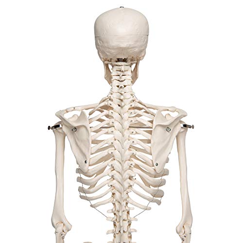 3B Scientific A10 Stan the Standard Skeleton w/ Pelvic mounted roller stand - 3B Smart Anatomy