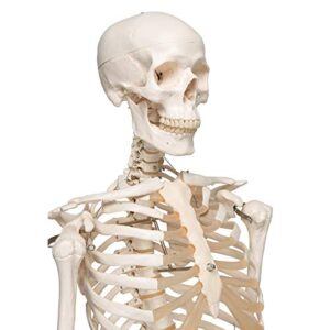 3B Scientific A10 Stan the Standard Skeleton w/ Pelvic mounted roller stand - 3B Smart Anatomy