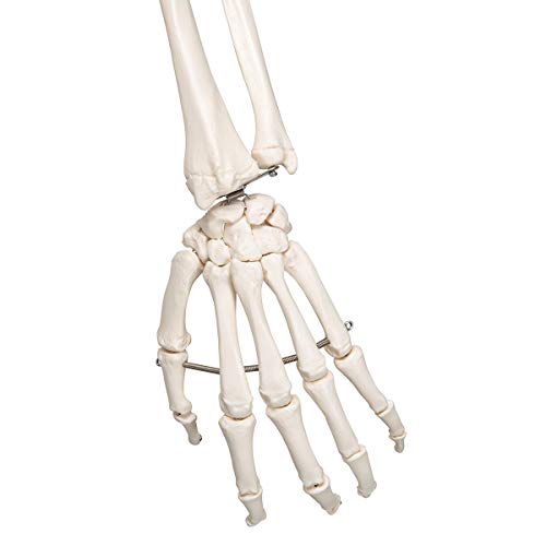 3B Scientific A10 Stan the Standard Skeleton w/ Pelvic mounted roller stand - 3B Smart Anatomy