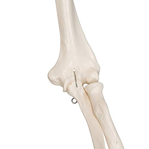 3B Scientific A10 Stan the Standard Skeleton w/ Pelvic mounted roller stand - 3B Smart Anatomy