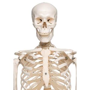 3B Scientific A10 Stan the Standard Skeleton w/ Pelvic mounted roller stand - 3B Smart Anatomy