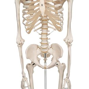 3B Scientific A10 Stan the Standard Skeleton w/ Pelvic mounted roller stand - 3B Smart Anatomy