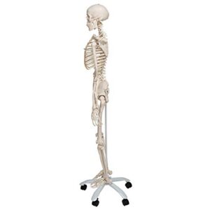 3B Scientific A10 Stan the Standard Skeleton w/ Pelvic mounted roller stand - 3B Smart Anatomy