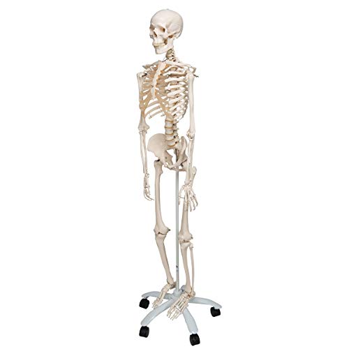 3B Scientific A10 Stan the Standard Skeleton w/ Pelvic mounted roller stand - 3B Smart Anatomy