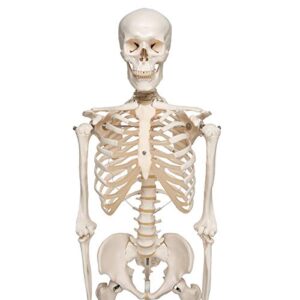 3B Scientific A10 Stan the Standard Skeleton w/ Pelvic mounted roller stand - 3B Smart Anatomy