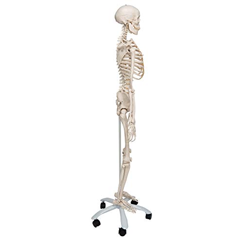 3B Scientific A10 Stan the Standard Skeleton w/ Pelvic mounted roller stand - 3B Smart Anatomy