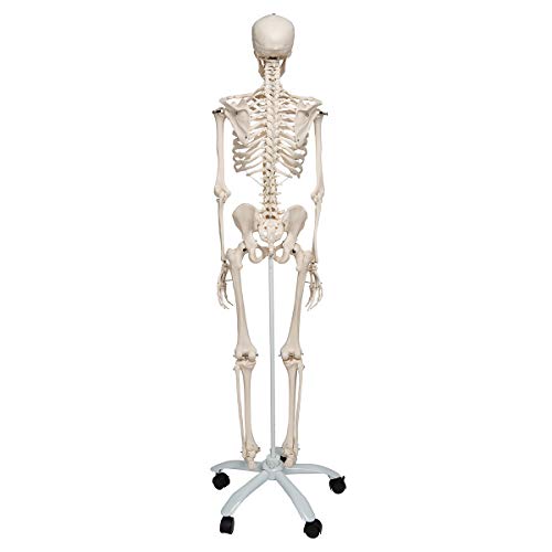 3B Scientific A10 Stan the Standard Skeleton w/ Pelvic mounted roller stand - 3B Smart Anatomy