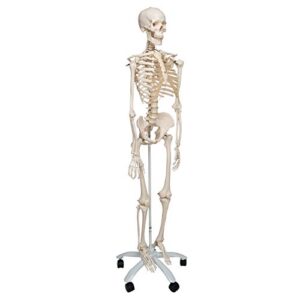 3B Scientific A10 Stan the Standard Skeleton w/ Pelvic mounted roller stand - 3B Smart Anatomy