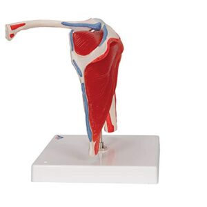 3B Scientific A880 Shoulder joint .w rotator cuff - 3B Smart Anatomy