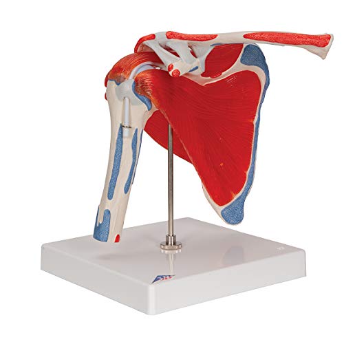 3B Scientific A880 Shoulder joint .w rotator cuff - 3B Smart Anatomy