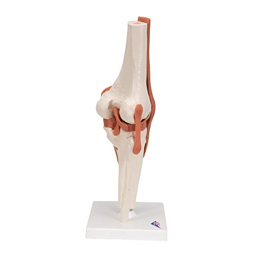 3B Scientific A82 Functional Knee Joint - 3B Smart Anatomy