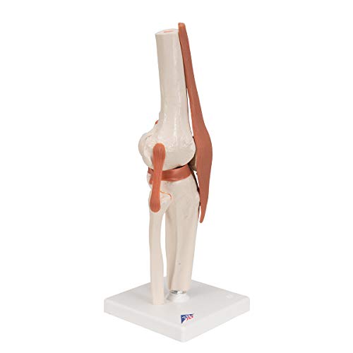 3B Scientific A82 Functional Knee Joint - 3B Smart Anatomy