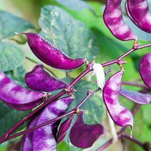 outsidepride dolichos lablab purple hyacinth bean red leaved plant climbing vine seed - 100 seeds