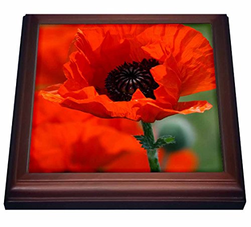 3dRose Beautiful Red Poppy Trivet with Ceramic Tile, 8 by 8", Brown