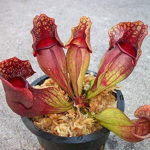 Carnivorous Purple Pitcher Plant (Sarracenia Purpurea Venosa) 3.75 inch pot