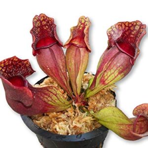 Carnivorous Purple Pitcher Plant (Sarracenia Purpurea Venosa) 3.75 inch pot