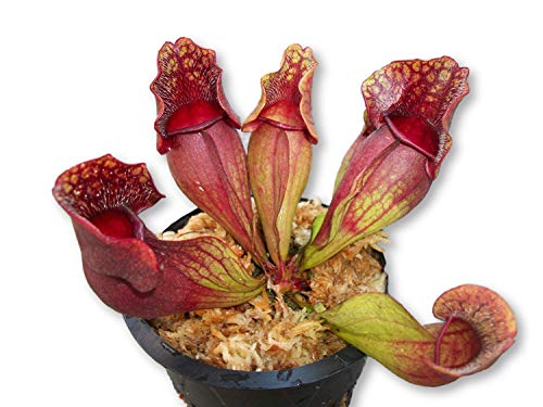 Carnivorous Purple Pitcher Plant (Sarracenia Purpurea Venosa) 3.75 inch pot