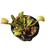 adult sized venus flytrap - fly trap - (dionaea muscipula) carnivorous plant 3 inch pot