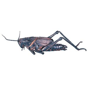 Grasshopper Dissection BioKit