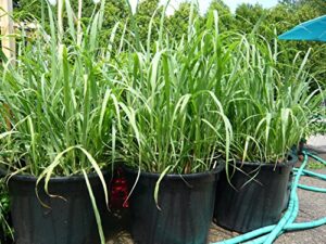 lemongrass rootstalk (cymbopogon citratus) 2 live plants