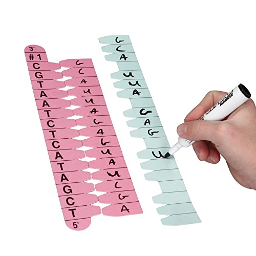 Protein Synthesis Manipulatives Kit