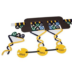 Protein Synthesis Manipulatives Kit