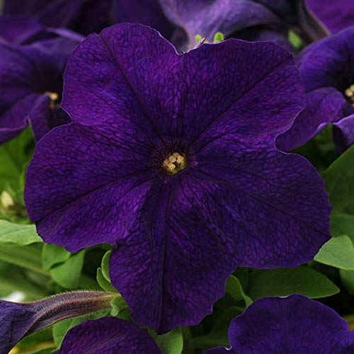 Outsidepride Petunia Alderman Indoor House Plants Or Outdoor Container, Basket, or Pot Flowers - 5000 Seeds