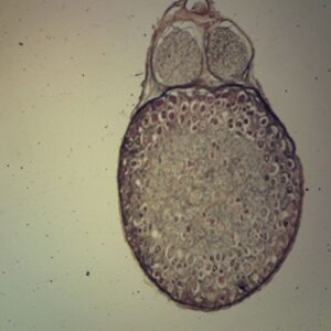 mammal spinal ganglion and nerve slide, l.s., 7 m