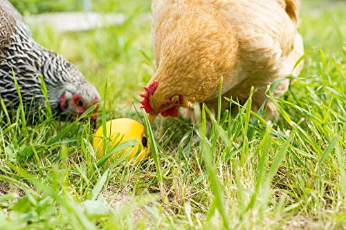 Lixit Chicken Feeder Toy (1 Pack)