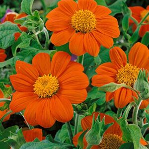 outsidepride orange tithonia mexican sunflower garden cut flower plant - 500 seeds