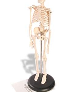 American Educational Skeleton Model, 17" Height