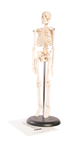 American Educational Skeleton Model, 17" Height