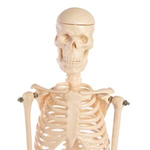 American Educational Skeleton Model, 17" Height