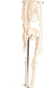 American Educational Skeleton Model, 17" Height