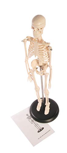 American Educational Skeleton Model, 17" Height