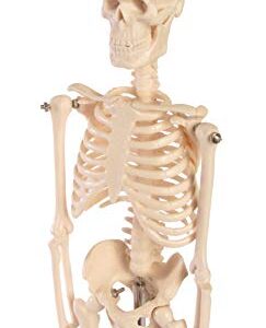 American Educational Skeleton Model, 17" Height