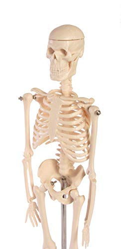 American Educational Skeleton Model, 17" Height