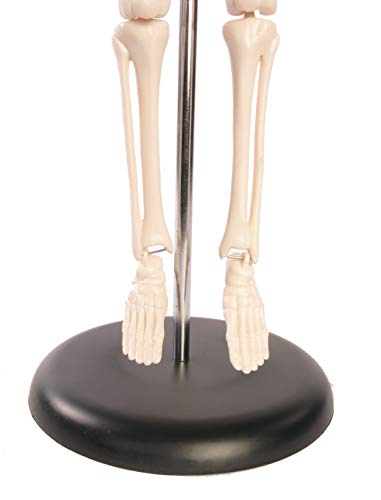 American Educational Skeleton Model, 17" Height