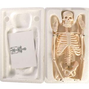 American Educational Skeleton Model, 17" Height