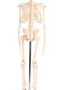 American Educational Skeleton Model, 17" Height