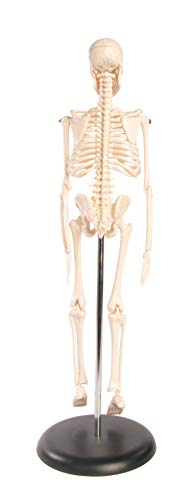 American Educational Skeleton Model, 17" Height