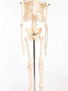 American Educational Skeleton Model, 17" Height